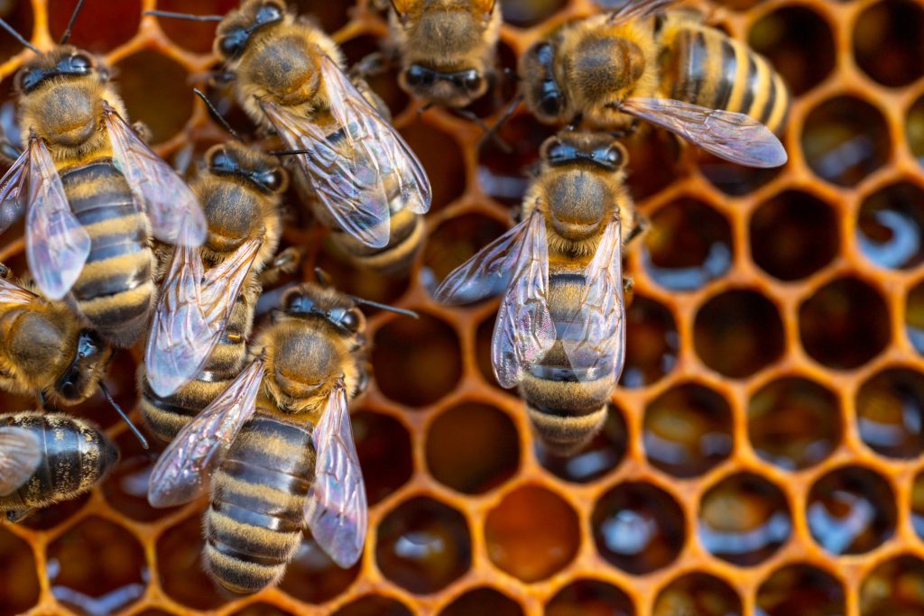 Close-up of working bees on honeycombs. Beekeeping and honey production ...
