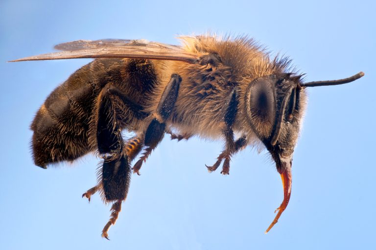 Detailled macro of a Honey bee | The Optimist Daily: Making Solutions ...