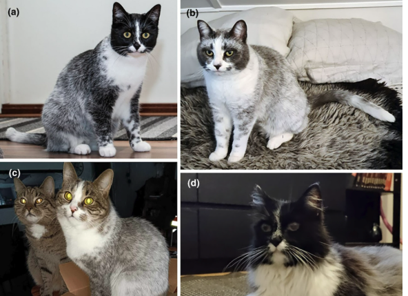 New cat color unlocked: ’salty liquorice’ sheds light on feline ...